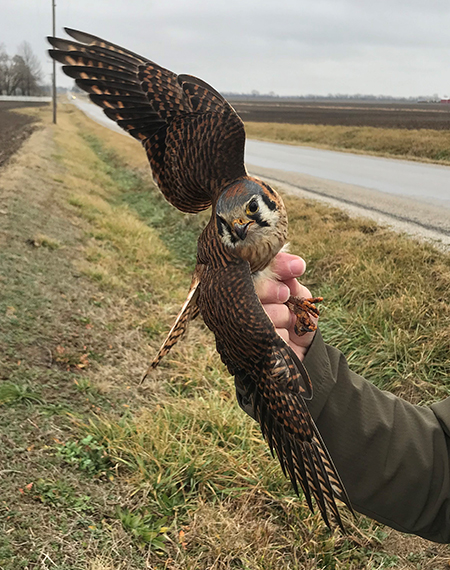 UIS students research factors affecting the winter survival of American ...